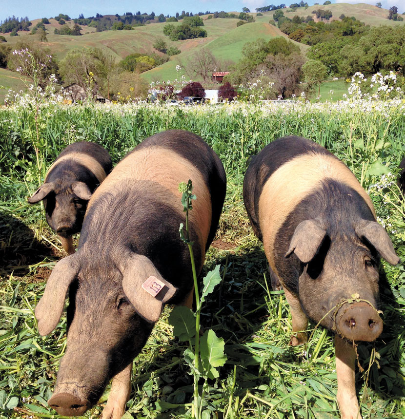 Front Porch Farm Brings to Life Integrated Regenerative Farming