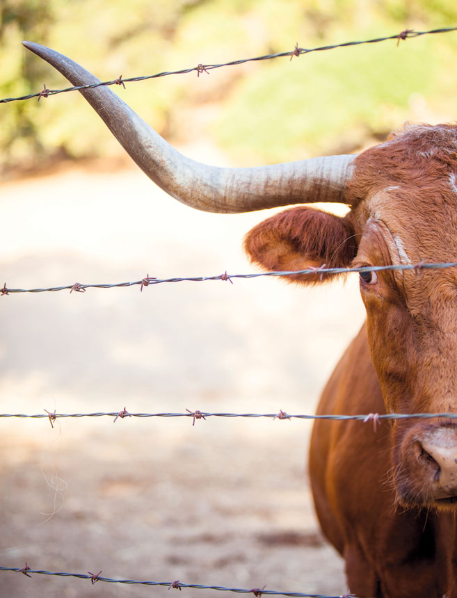 All Food is Grass: An Excerpt from Defending Beef