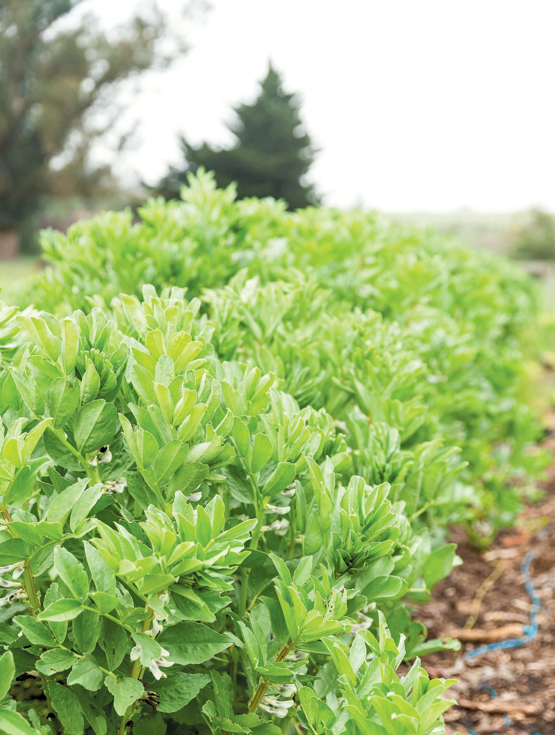 Legumes: Plants That Feed The Soil--And You